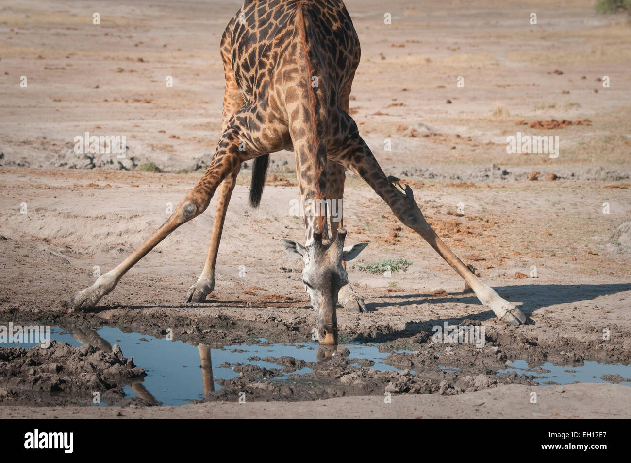 Giraffe legs hi-res stock photography and images - Alamy