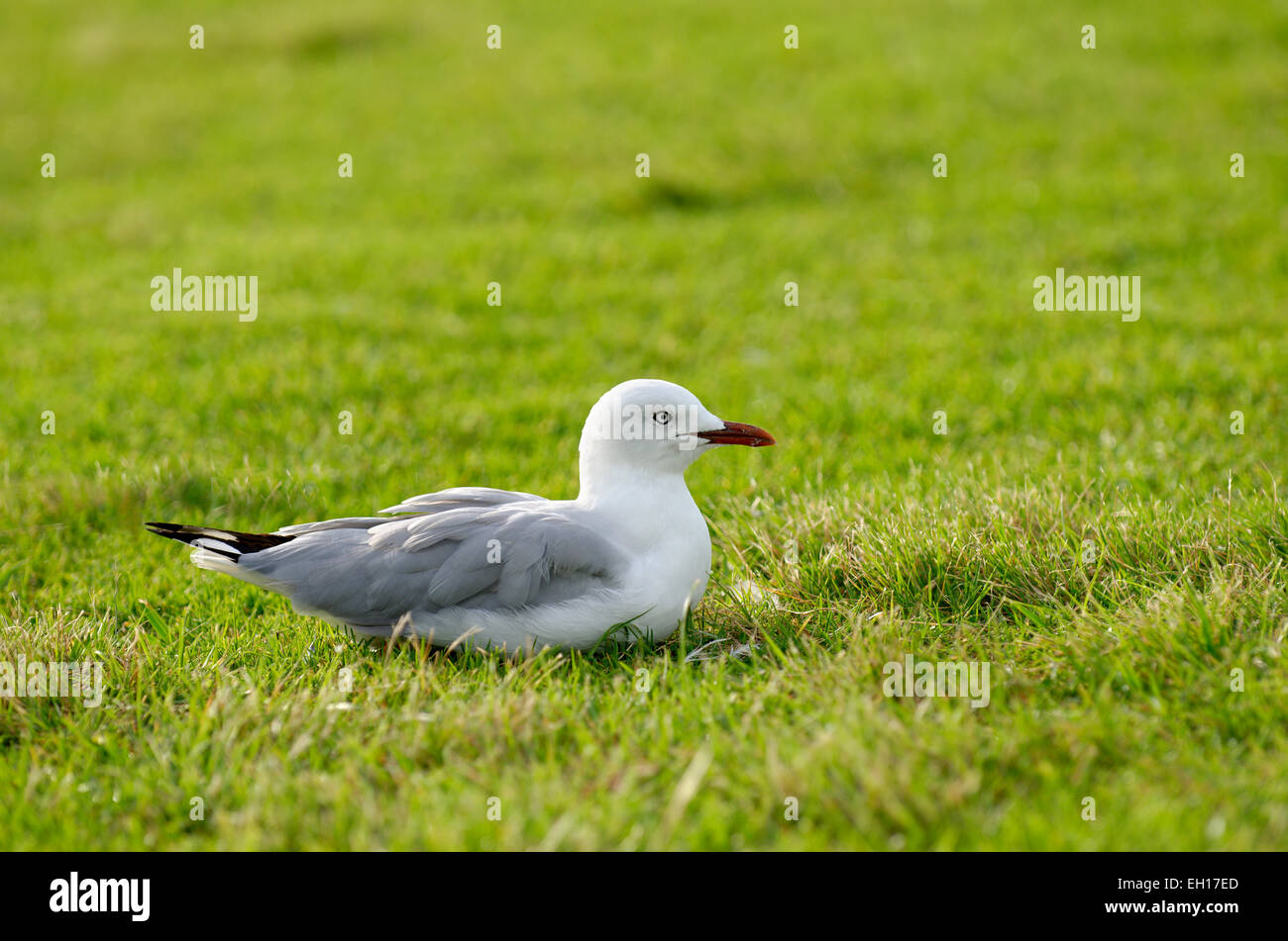 seagull sitting on green grass Stock Photo - Alamy