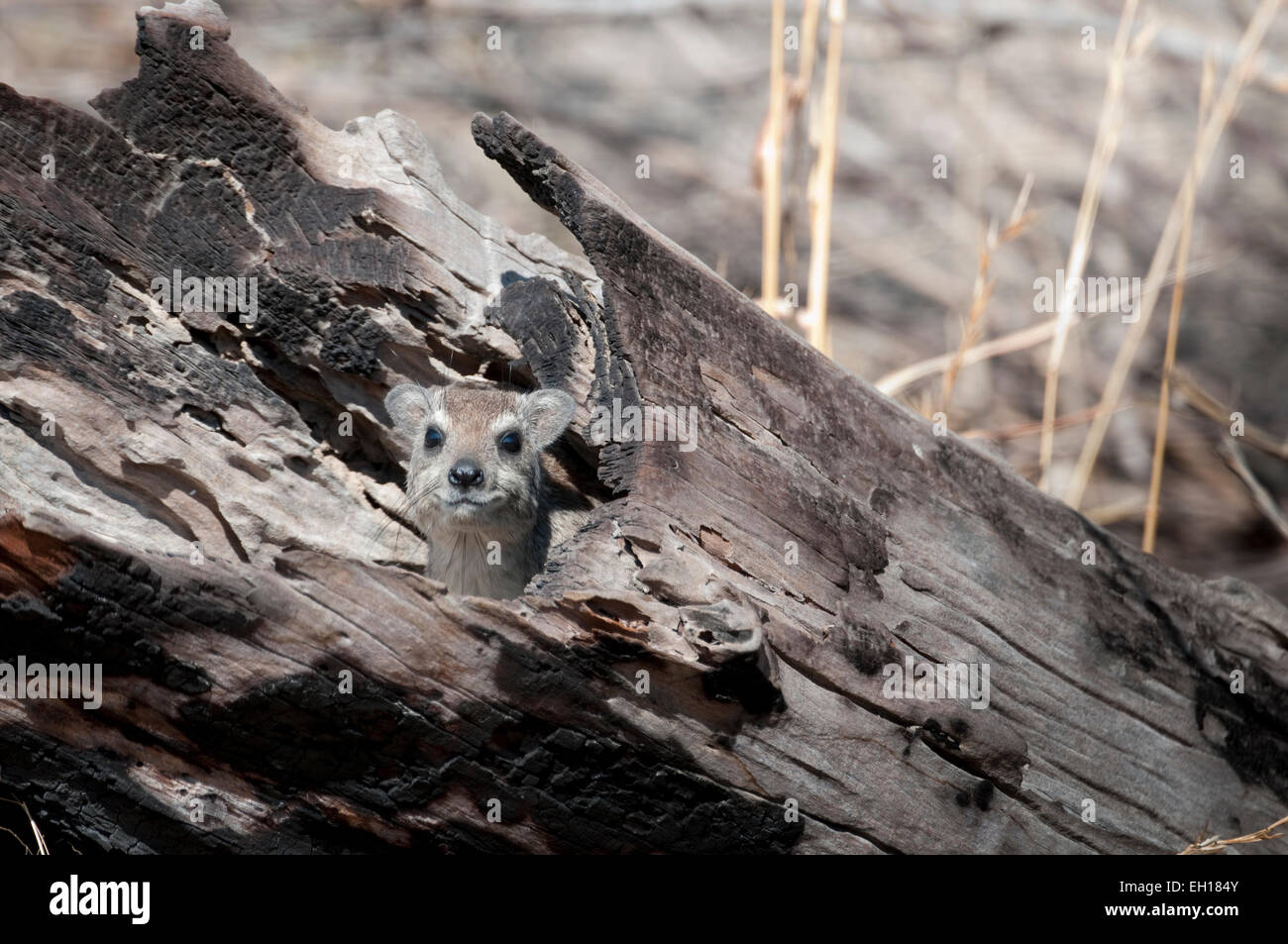 Mongoose Tree High Resolution Stock Photography and Images - Alamy
