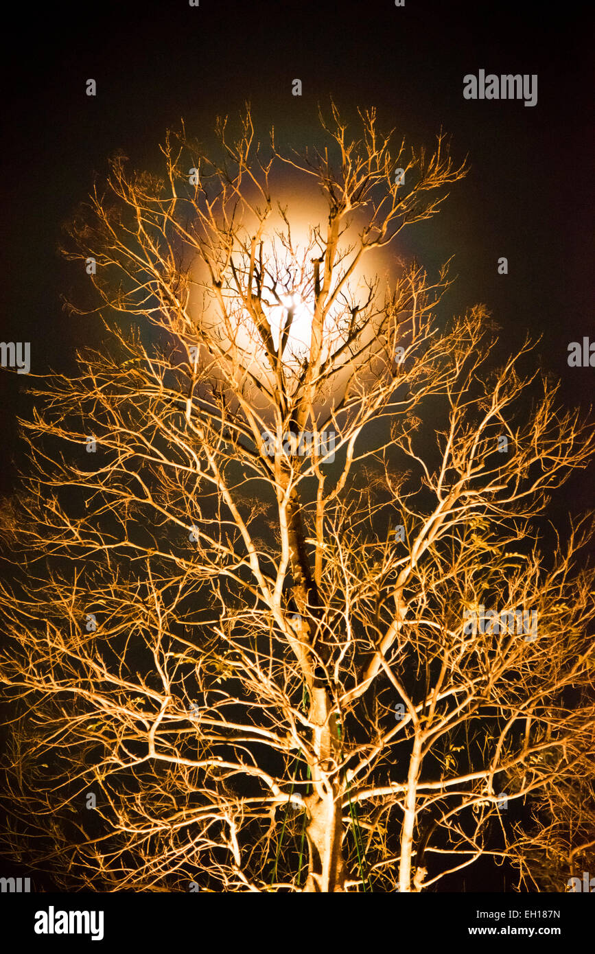 Dim Moon,Ichikawa city,Chiba prefecture,Japan Stock Photo - Alamy