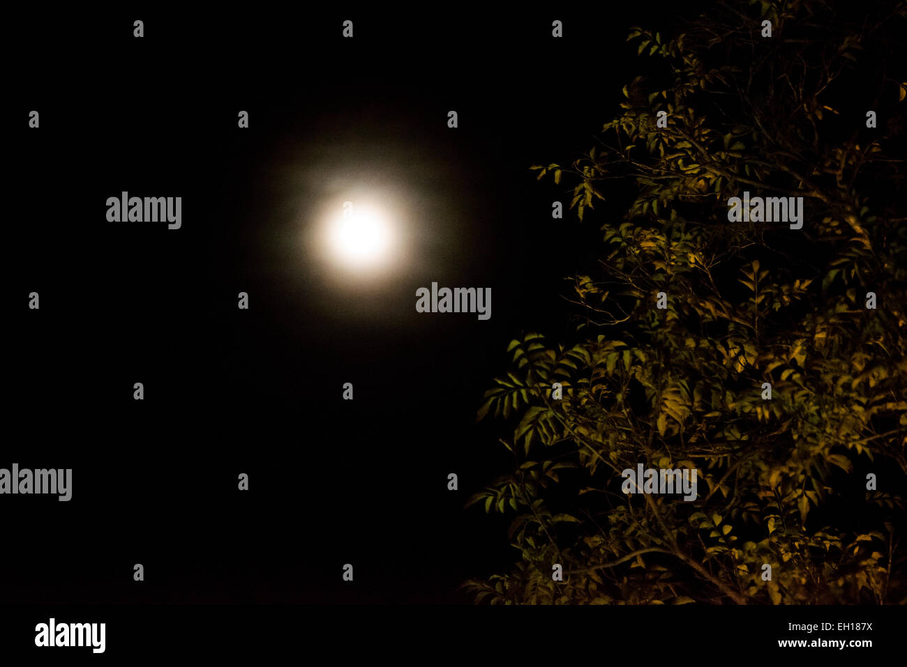 Dim Moon,Ichikawa city,Chiba prefecture,Japan Stock Photo - Alamy