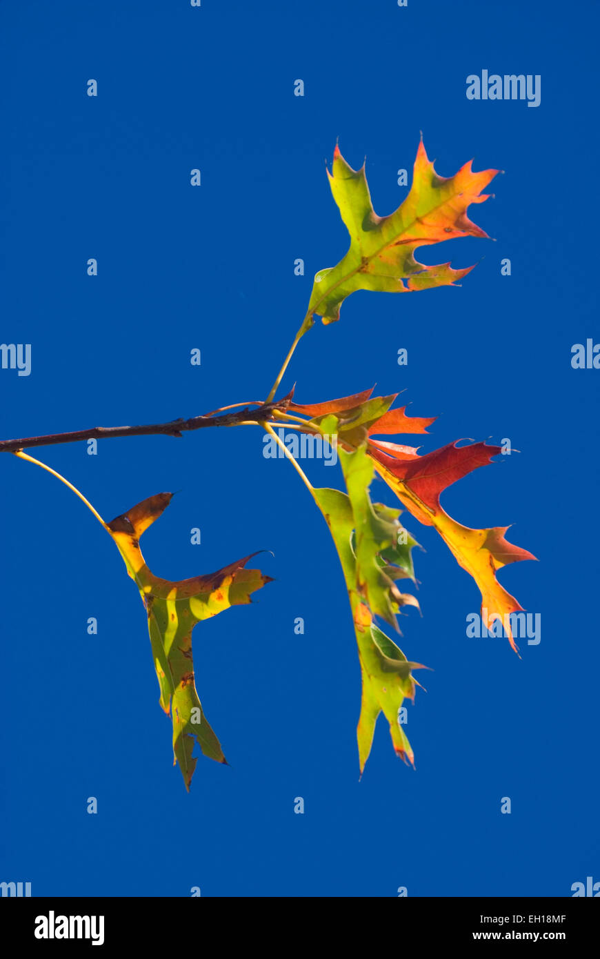 Pinchot sycamore hi-res stock photography and images - Alamy