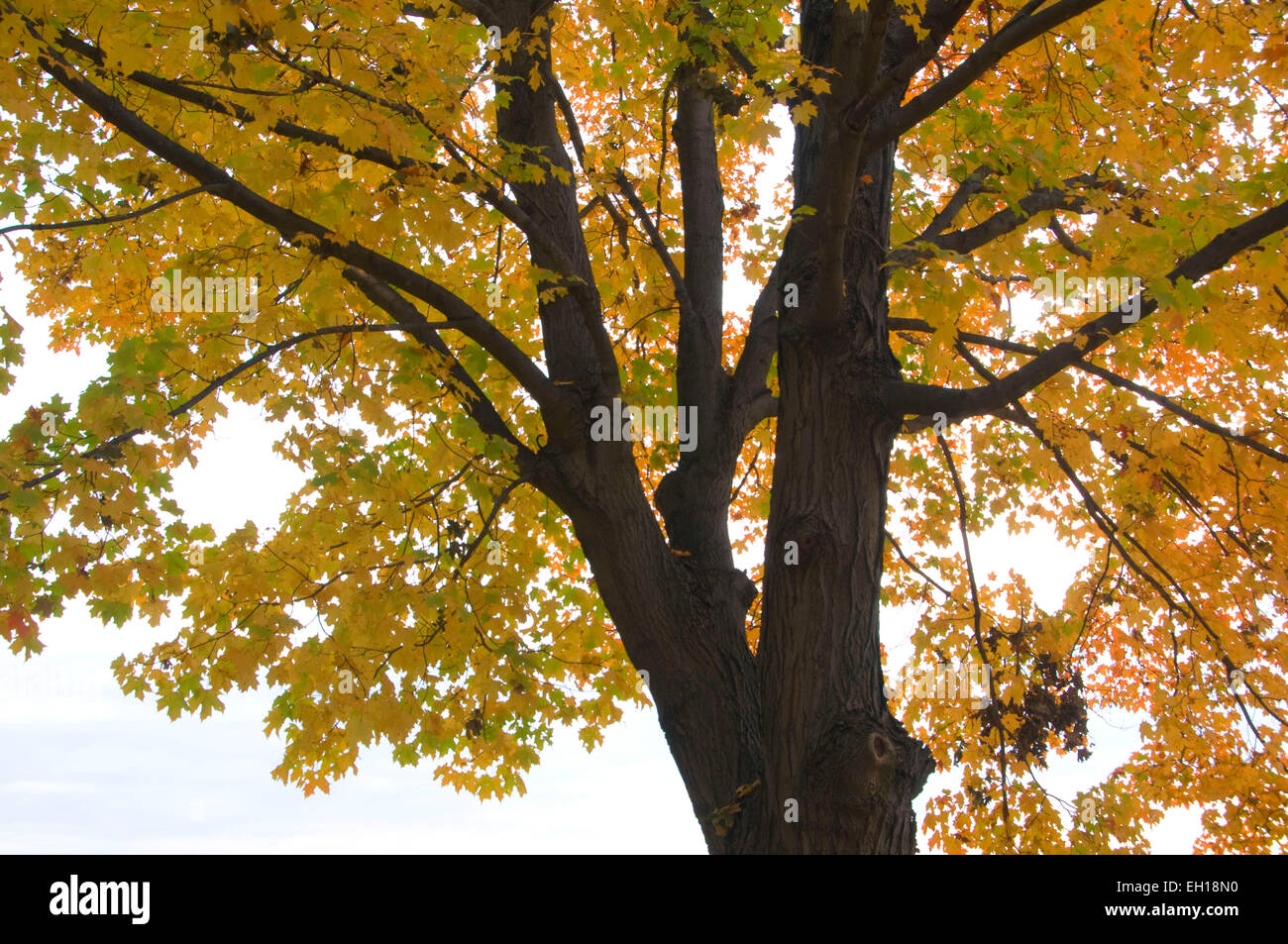 Autumn sugar maple leaves by trunk, Avon, Connecticut Stock Photo - Alamy