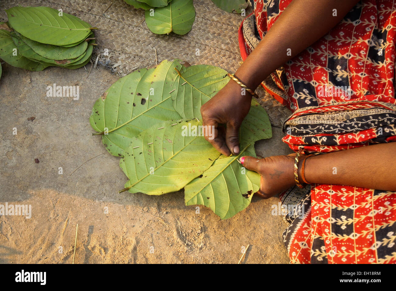 Shorea robusta leaves hi-res stock photography and images - Alamy