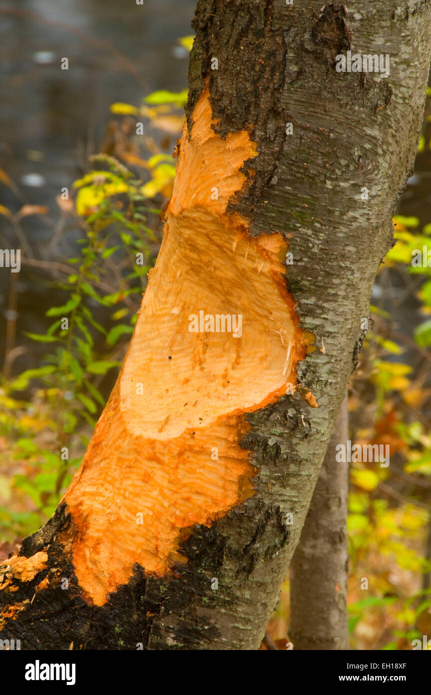 Beaver-cut trunk, Farmington River Trail, Connecticut Stock Photo - Alamy