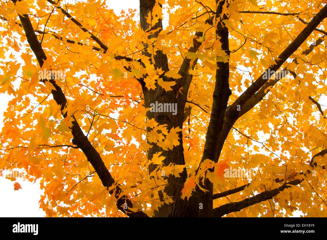 Autumn sugar maple, Hill-Stead Museum, Farmington, Connecticut Stock ...