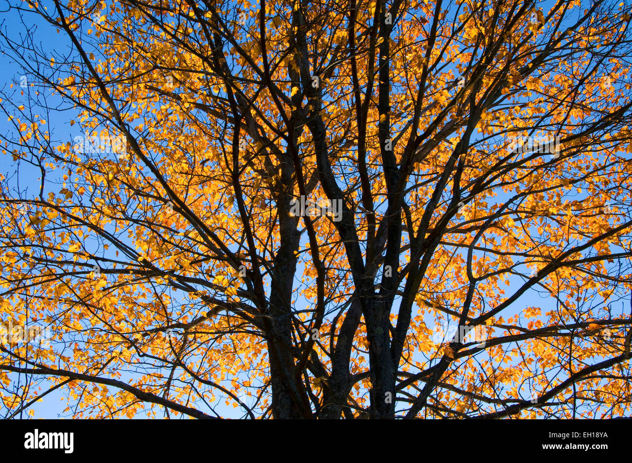 Autumn sugar maple, Hill-Stead Museum, Farmington, Connecticut Stock ...