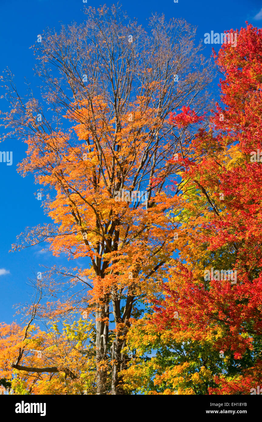 Autumn sugar maple, Hill-Stead Museum, Farmington, Connecticut Stock ...