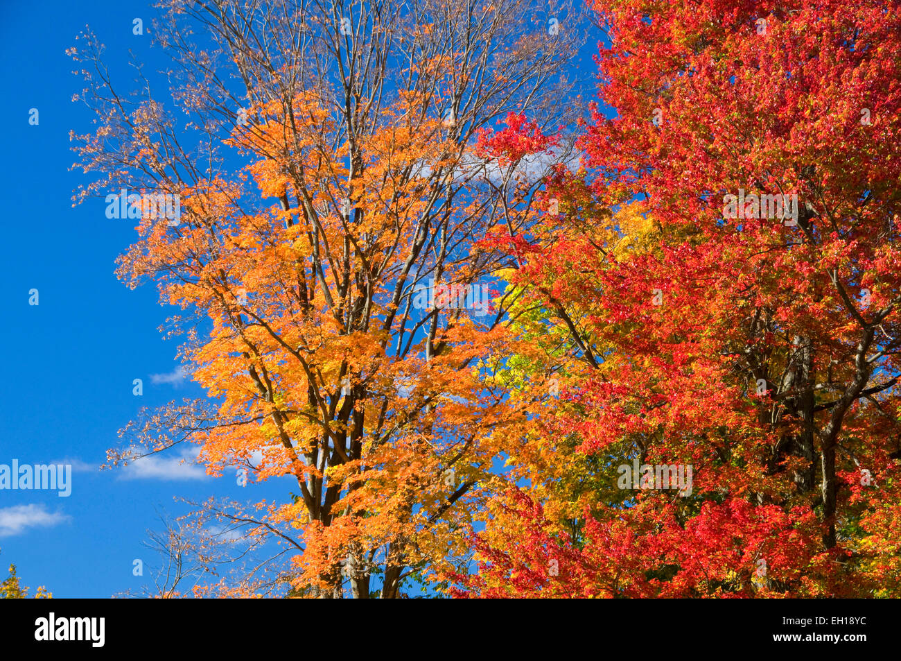 Autumn sugar maple, Hill-Stead Museum, Farmington, Connecticut Stock ...