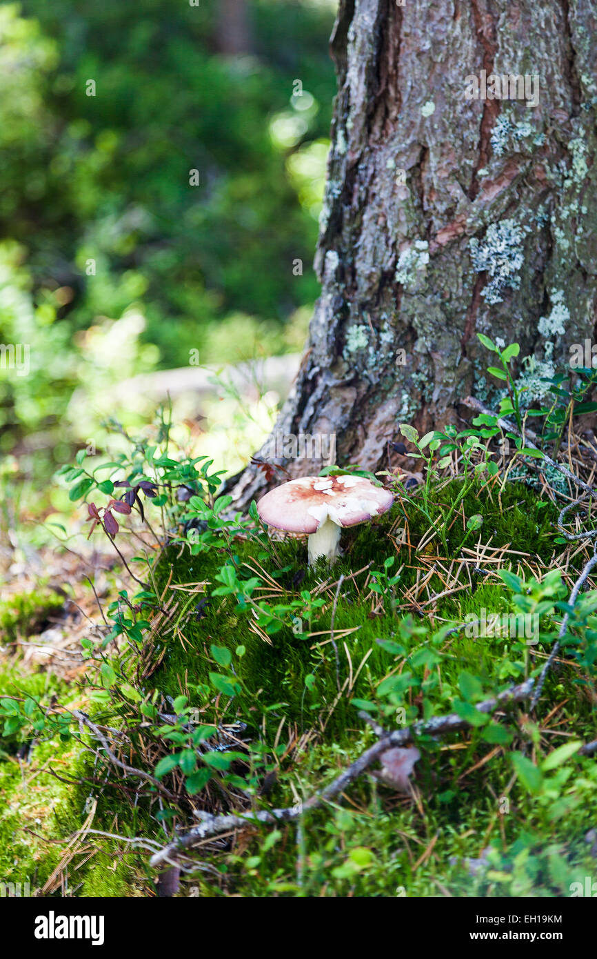 Mushroom and tree symbiosis Stock Photo - Alamy