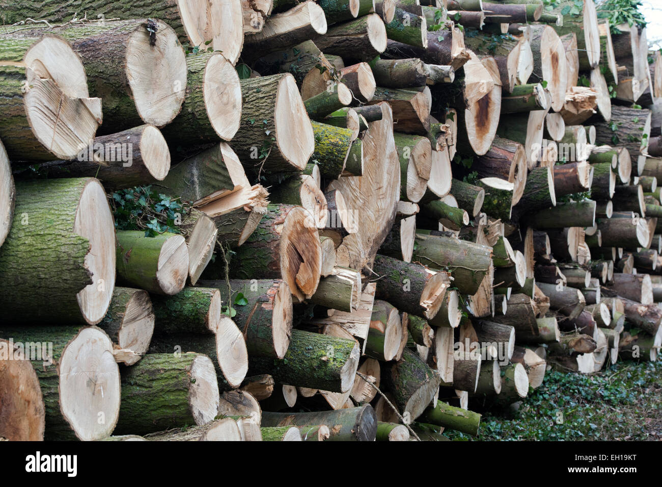 Chopped tree trunk hi-res stock photography and images - Alamy