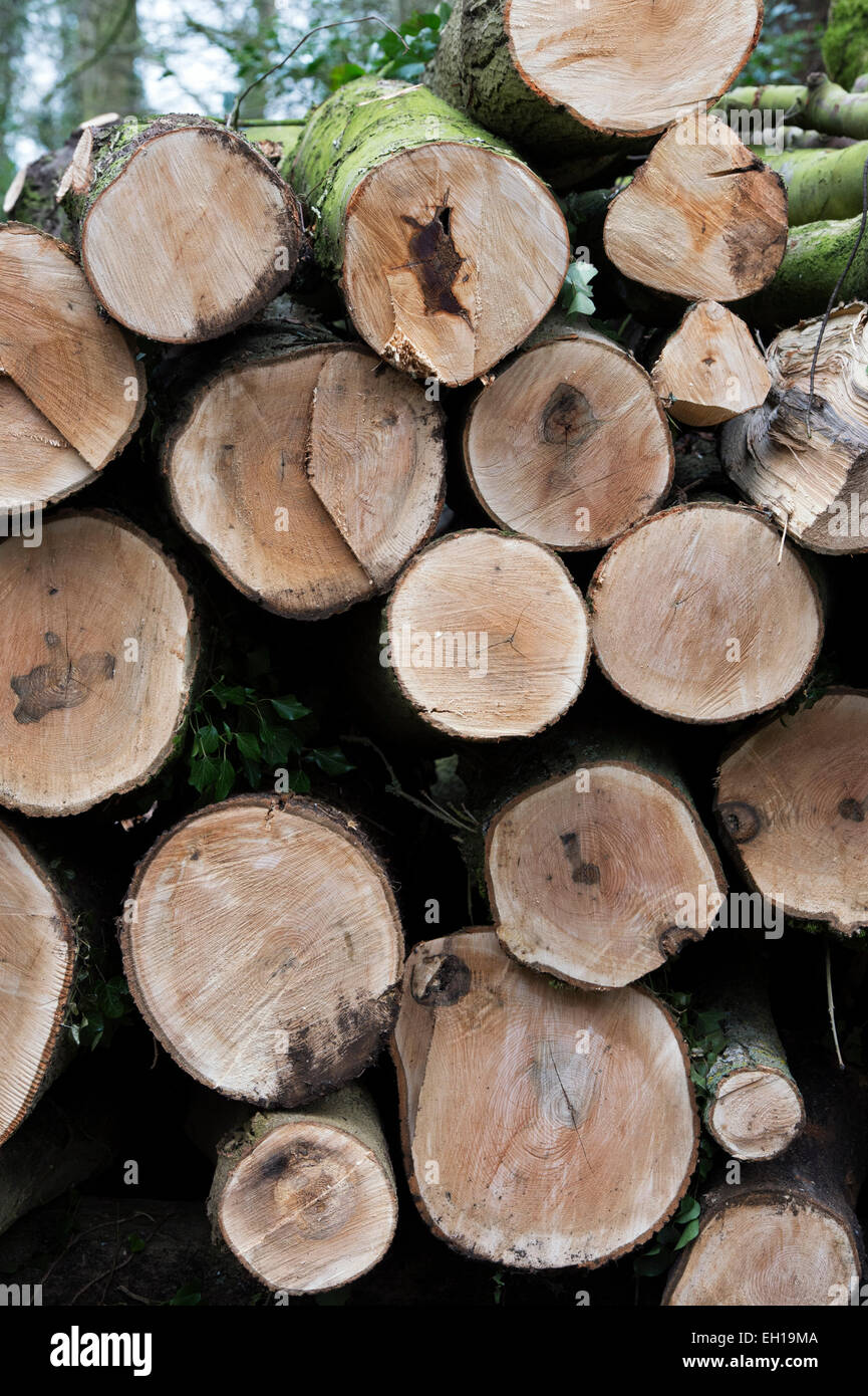Felled timber tree trunks logs hi-res stock photography and images - Alamy