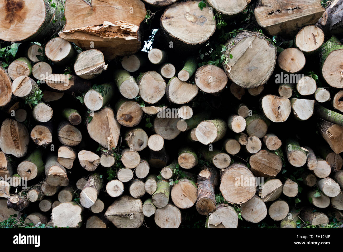 Stack of felled tree trunks in an english woodland. UK Stock Photo - Alamy