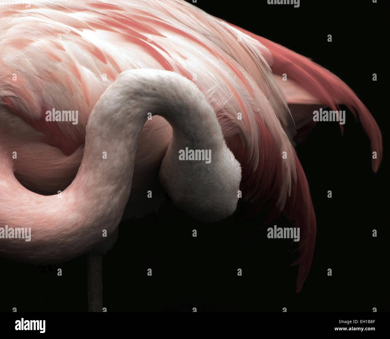 Zoo habitat design hi-res stock photography and images - Alamy