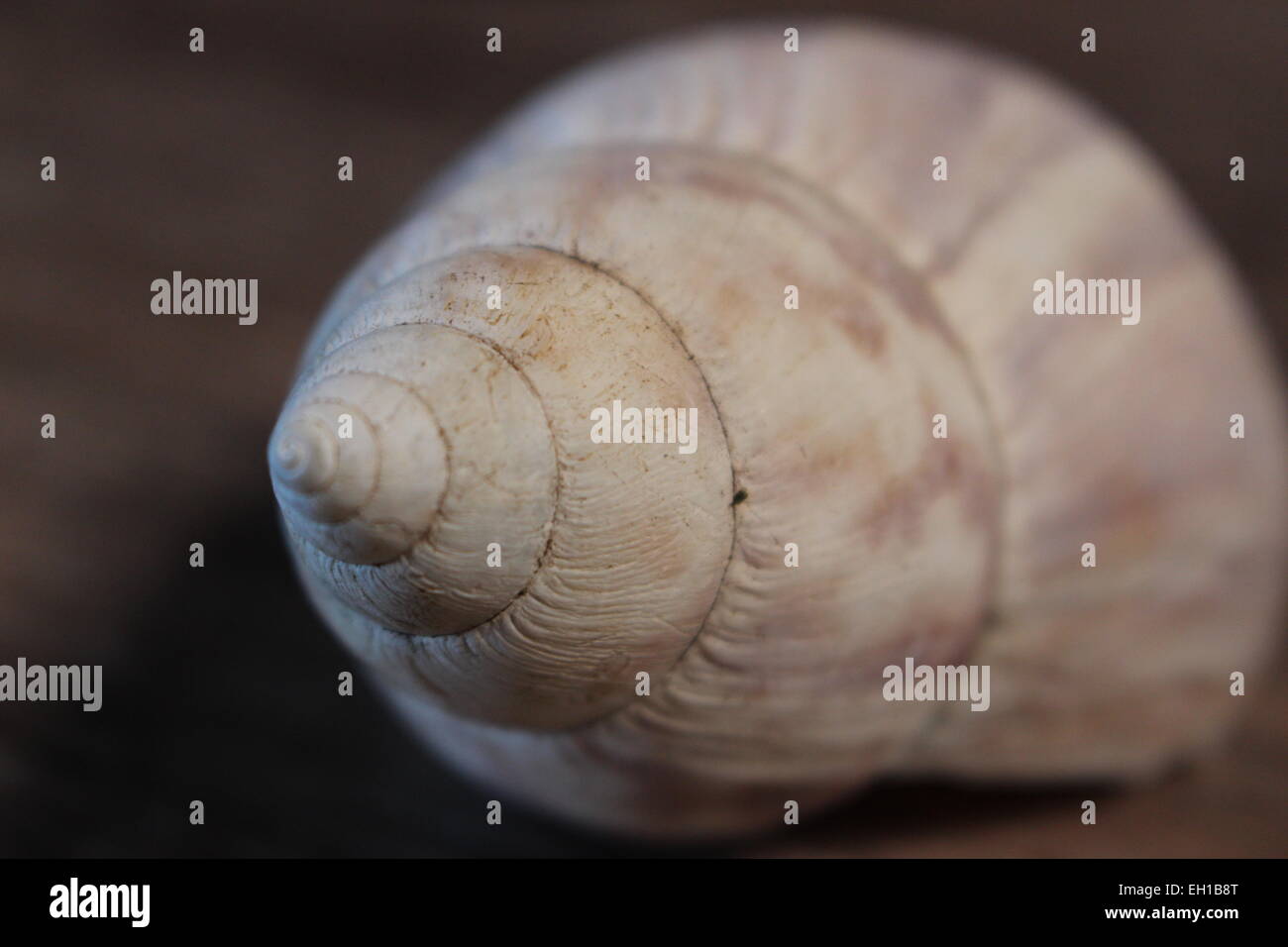 Listen seashell hi-res stock photography and images - Alamy