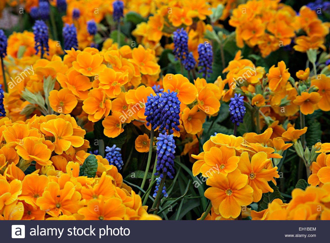 Polyanthus Crescendo Stock Photos & Polyanthus Crescendo Stock Images ...