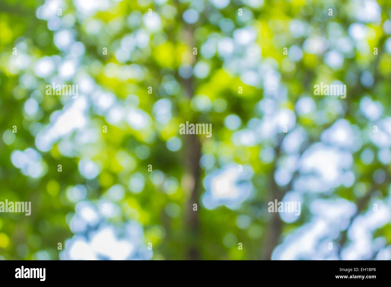Blur light under trees hi-res stock photography and images - Alamy