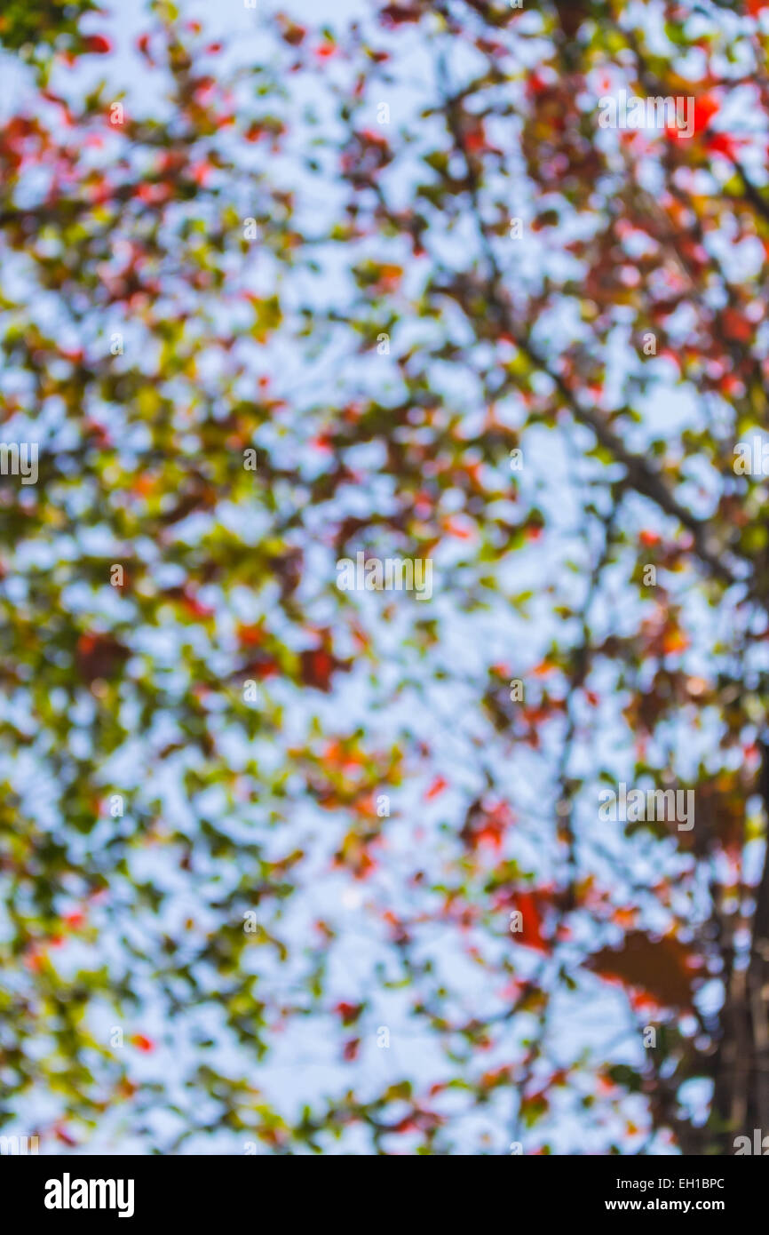 Bokeh light beneath the trees in the winter Stock Photo - Alamy