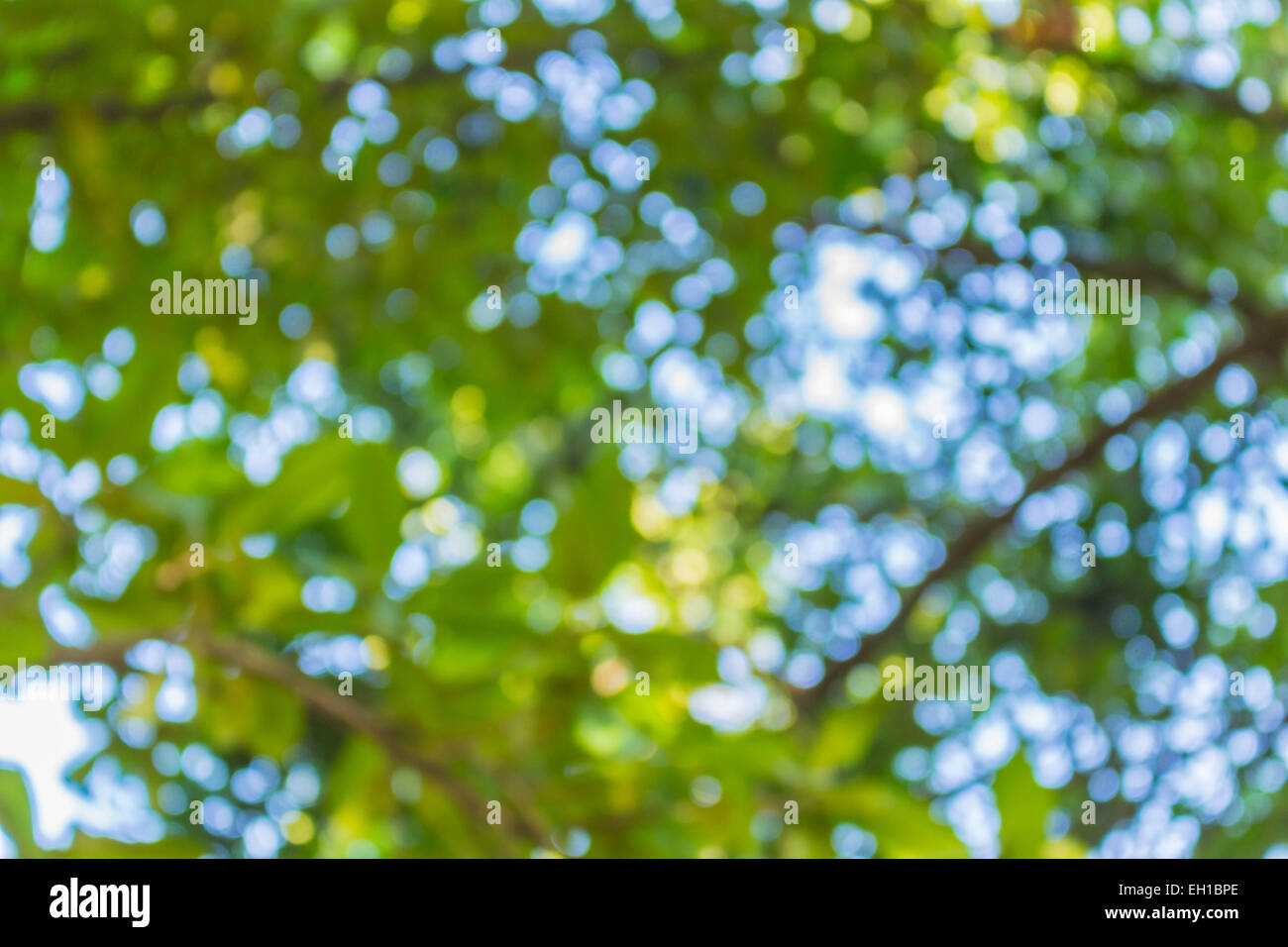 Bokeh the nature of the tree Stock Photo - Alamy