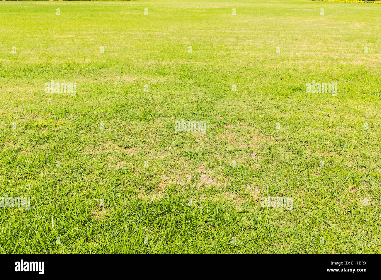 Turf grass growing in a dry and hot Stock Photo - Alamy