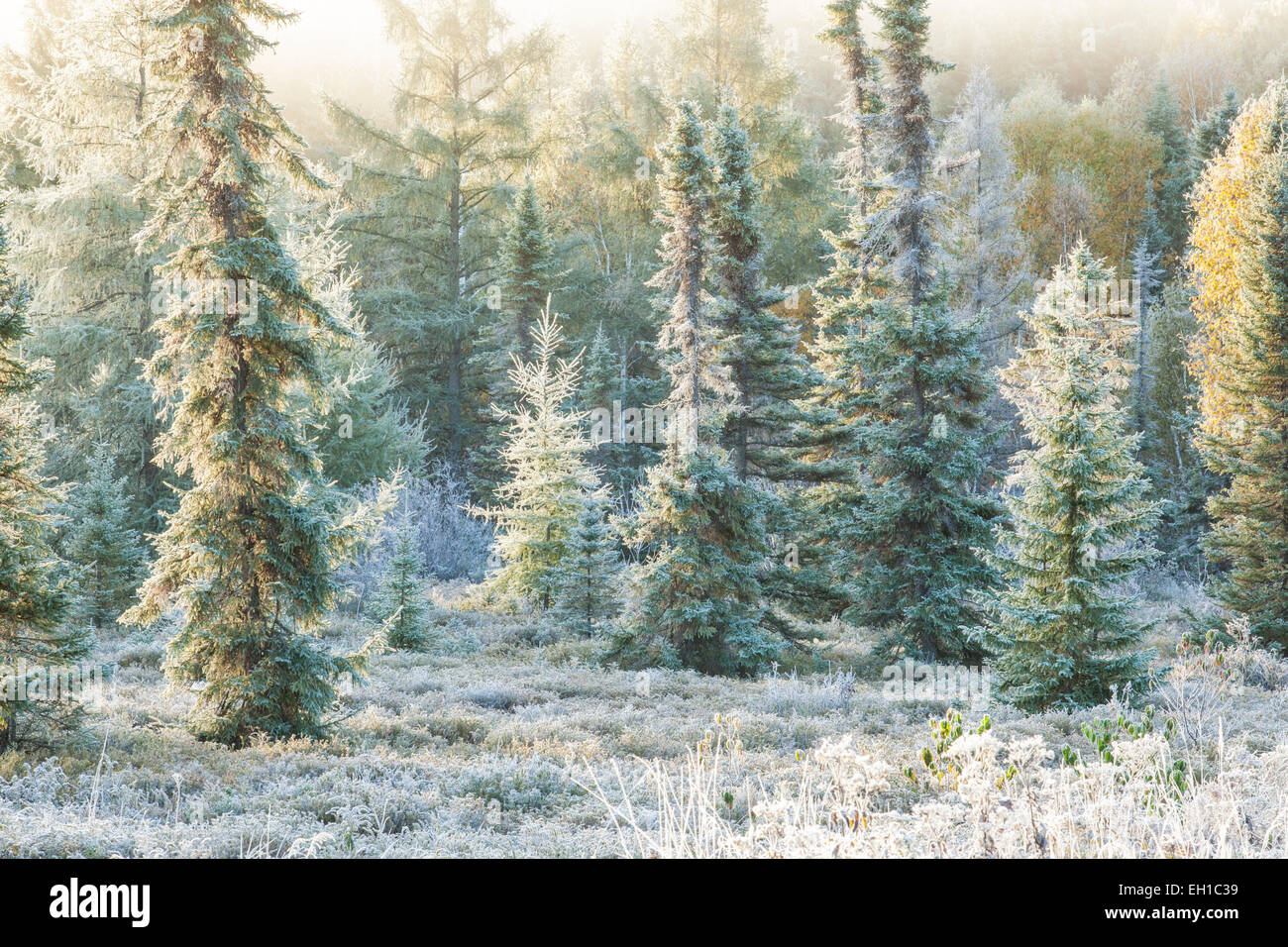 Conifers horizontal hi-res stock photography and images - Alamy