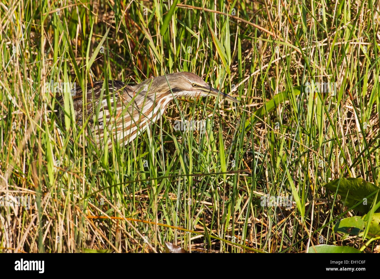 American bittern (Botaurus lentiginosus) adult feeding in swamp ...