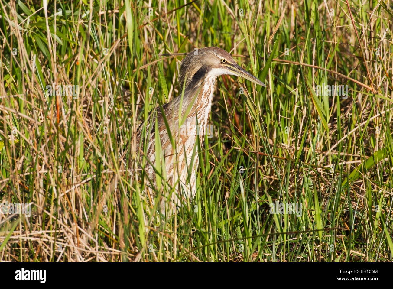 American bittern (Botaurus lentiginosus) adult feeding in swamp ...