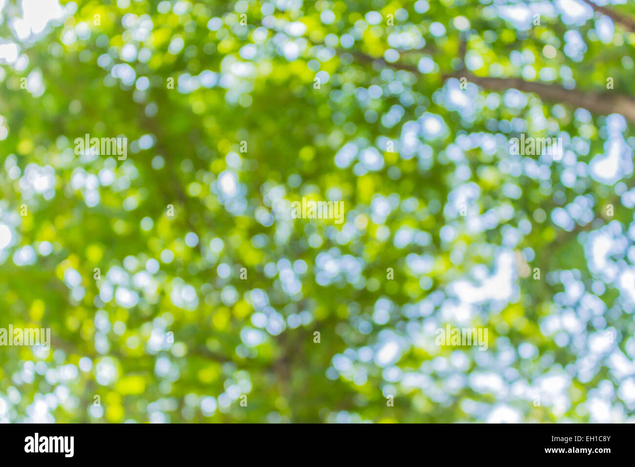 Blur light under trees hi-res stock photography and images - Alamy