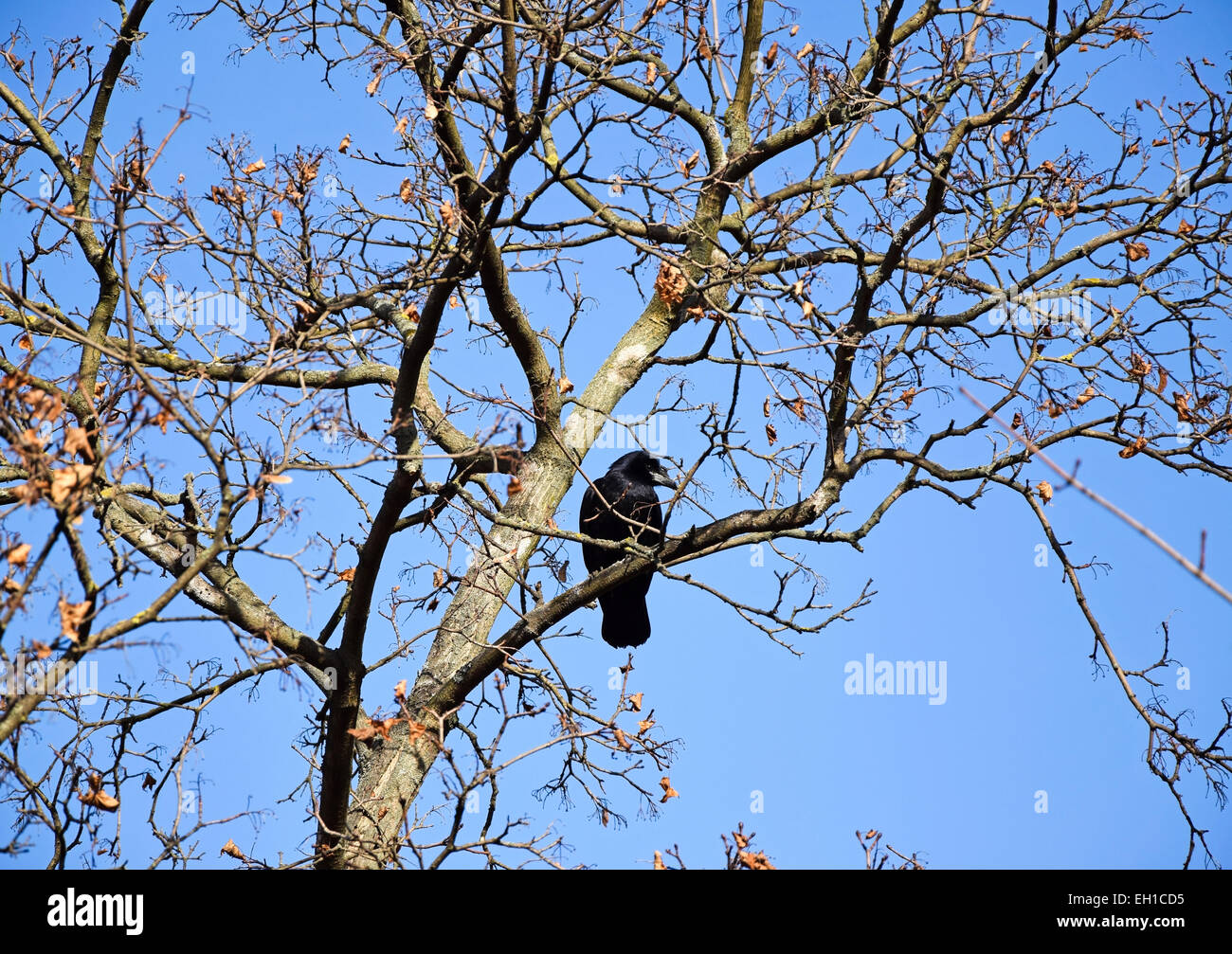 Crow is sitting on the branch of a tree Stock Photo - Alamy