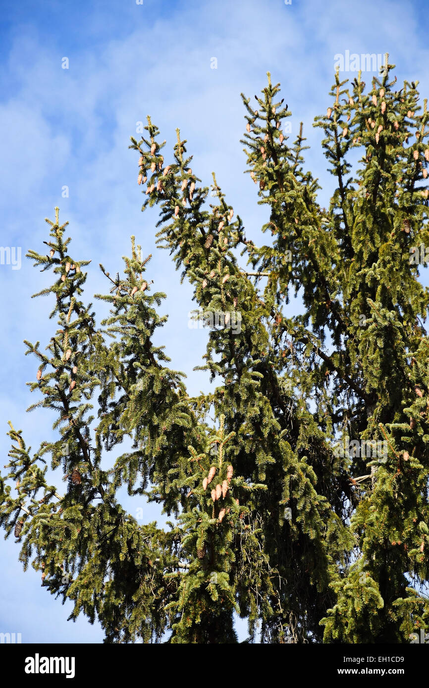 Branches of the pine tree Stock Photo - Alamy