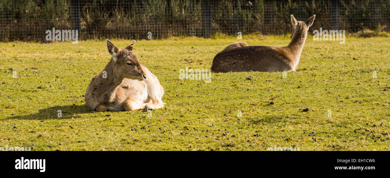 Two deer sat down Stock Photo - Alamy