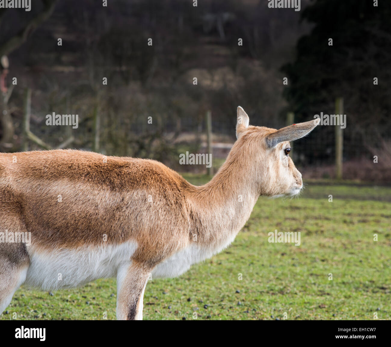 Sheepish High Resolution Stock Photography and Images - Alamy
