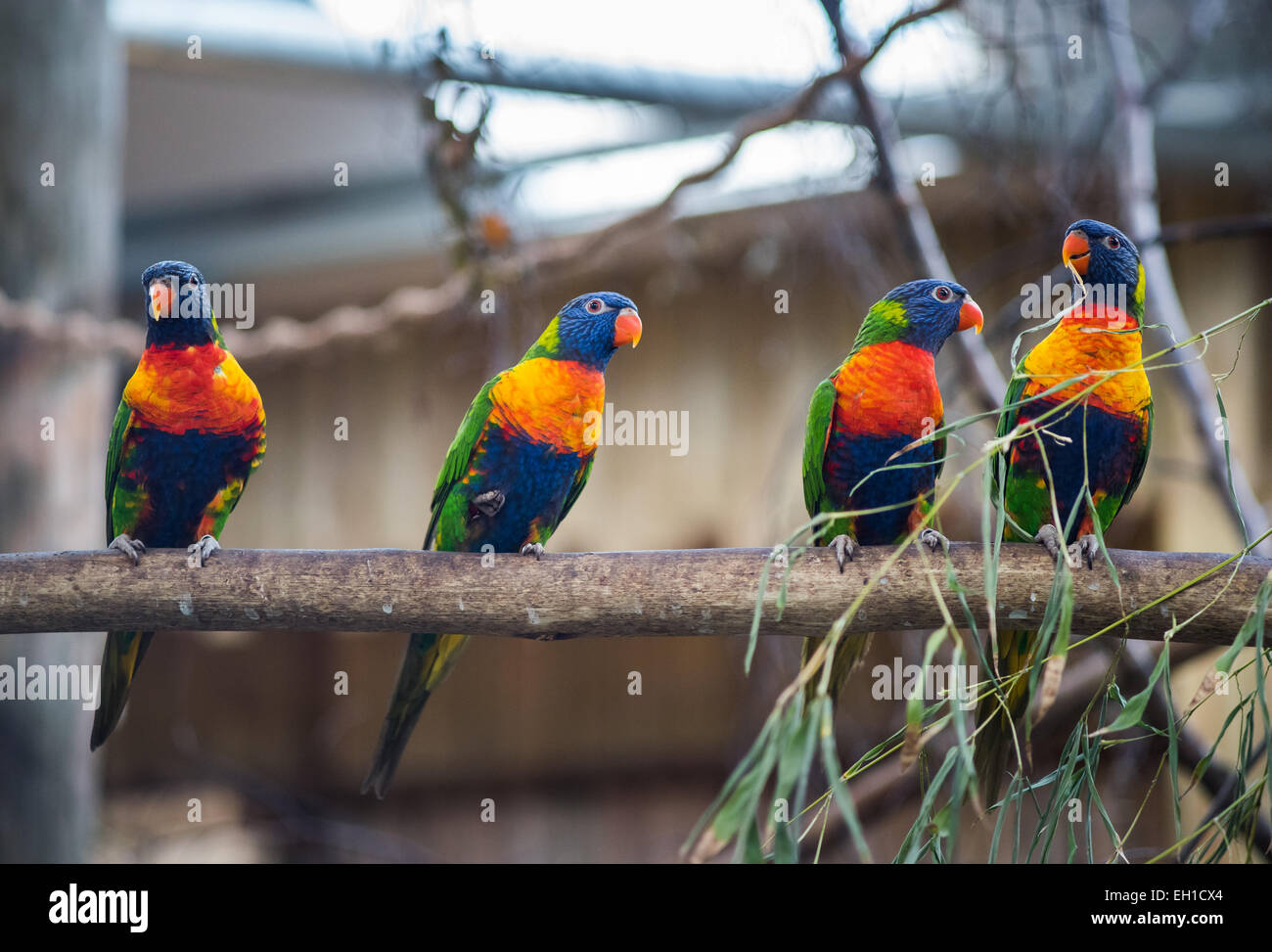 4 lorikeets hi-res stock photography and images - Alamy