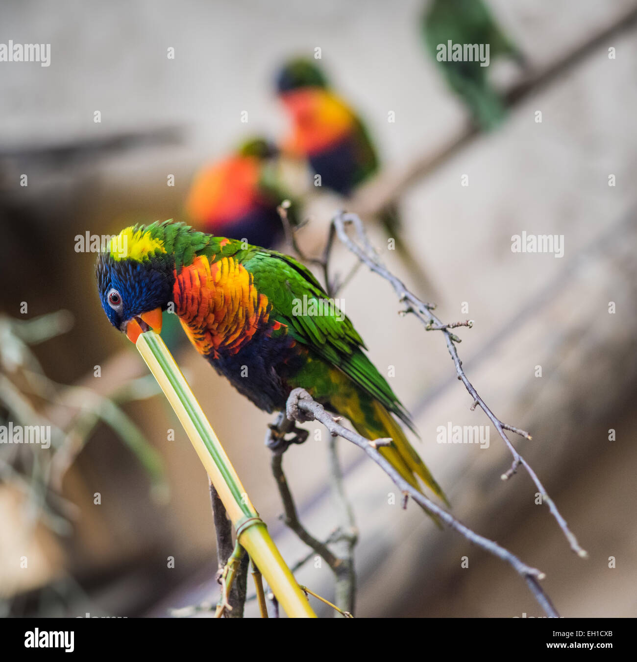Lorikeet eats nectar from plant Stock Photo - Alamy