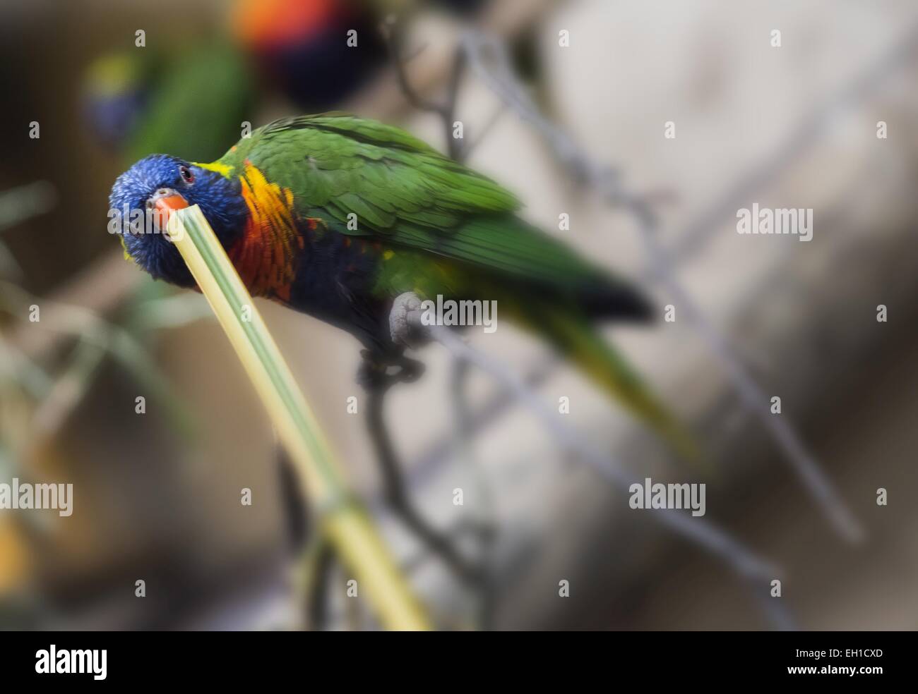 Lorikeet eats nectar from plant Stock Photo - Alamy