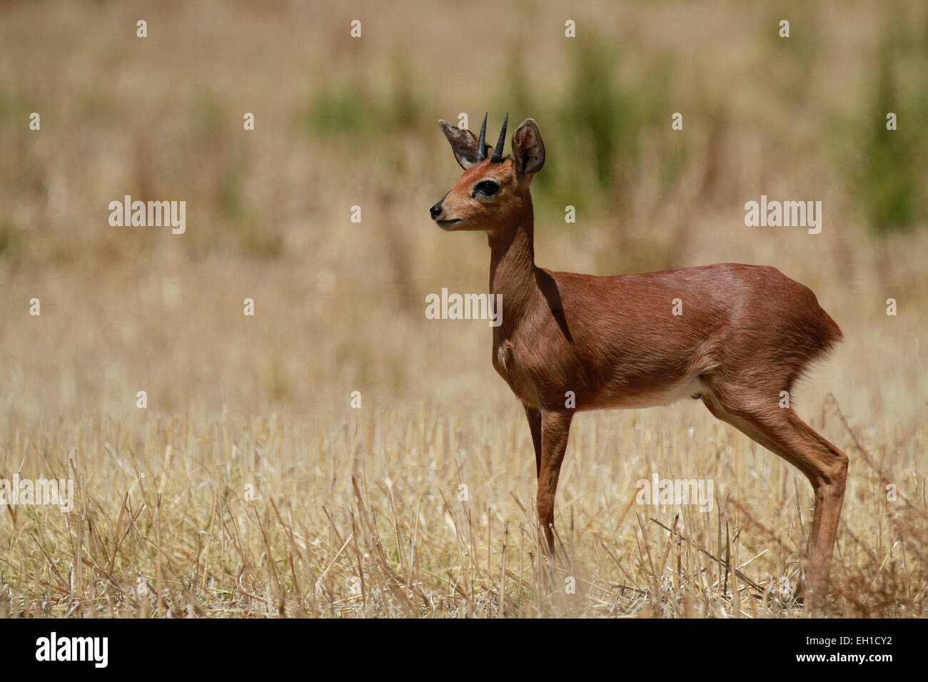 A steenbok (Raphicerus campestris) in the veld near Darling in the ...
