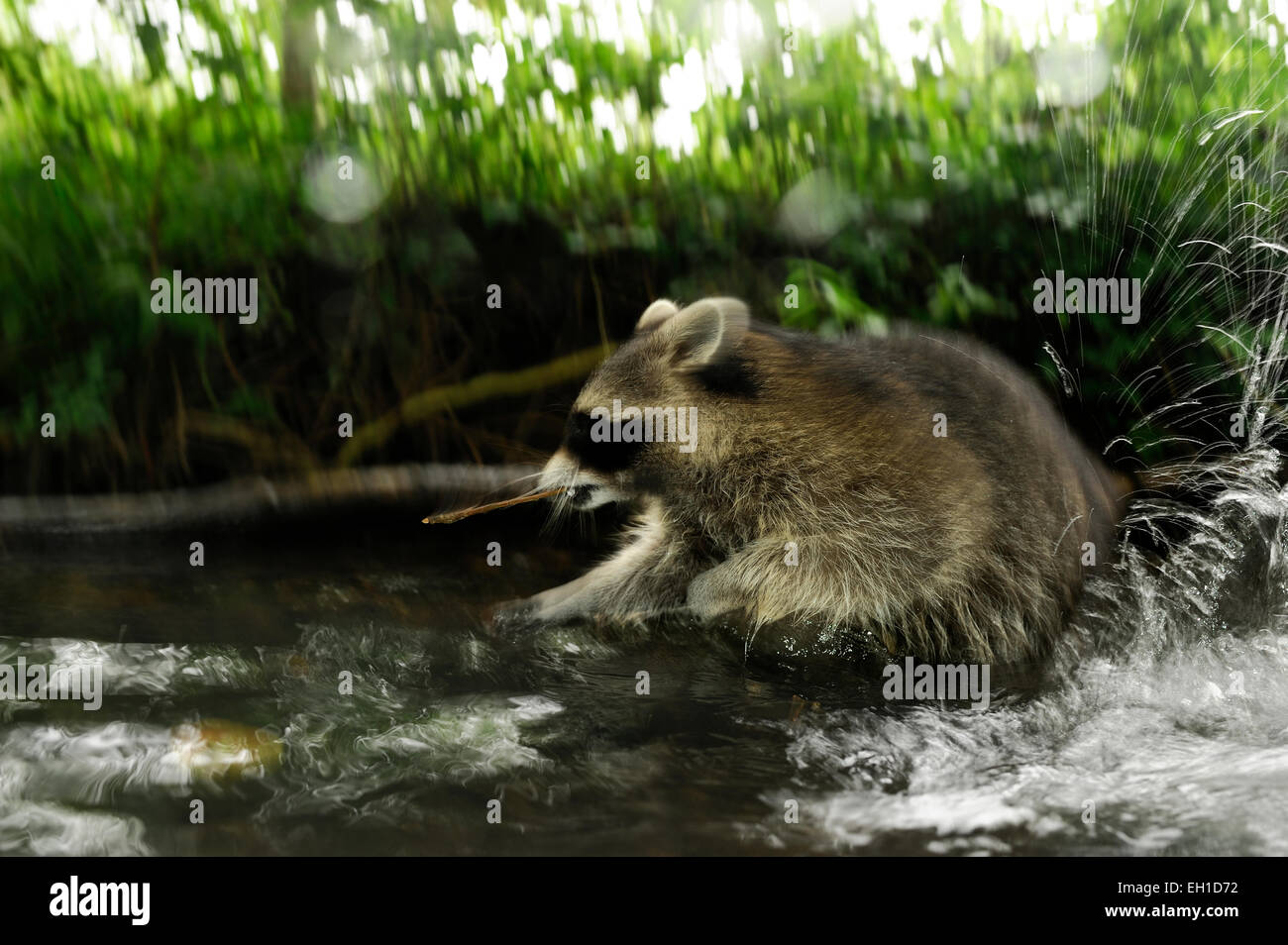 [captive] Raccoon (Procyon lotor) | Waschbär (Procyon lotor Stock Photo ...