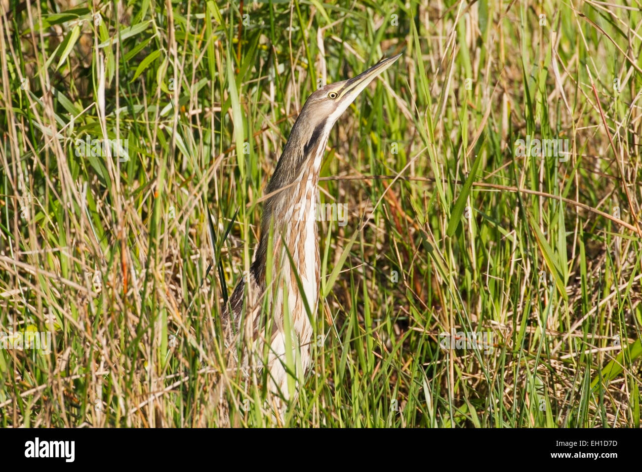 American bittern (Botaurus lentiginosus) adult feeding in swamp ...