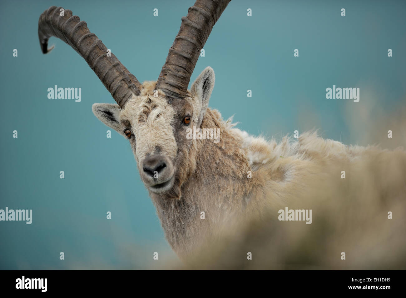Alpine Ibex (Capra ibex) Alpen-Steinbock (Capra ibex) Nationalpark Hohe ...