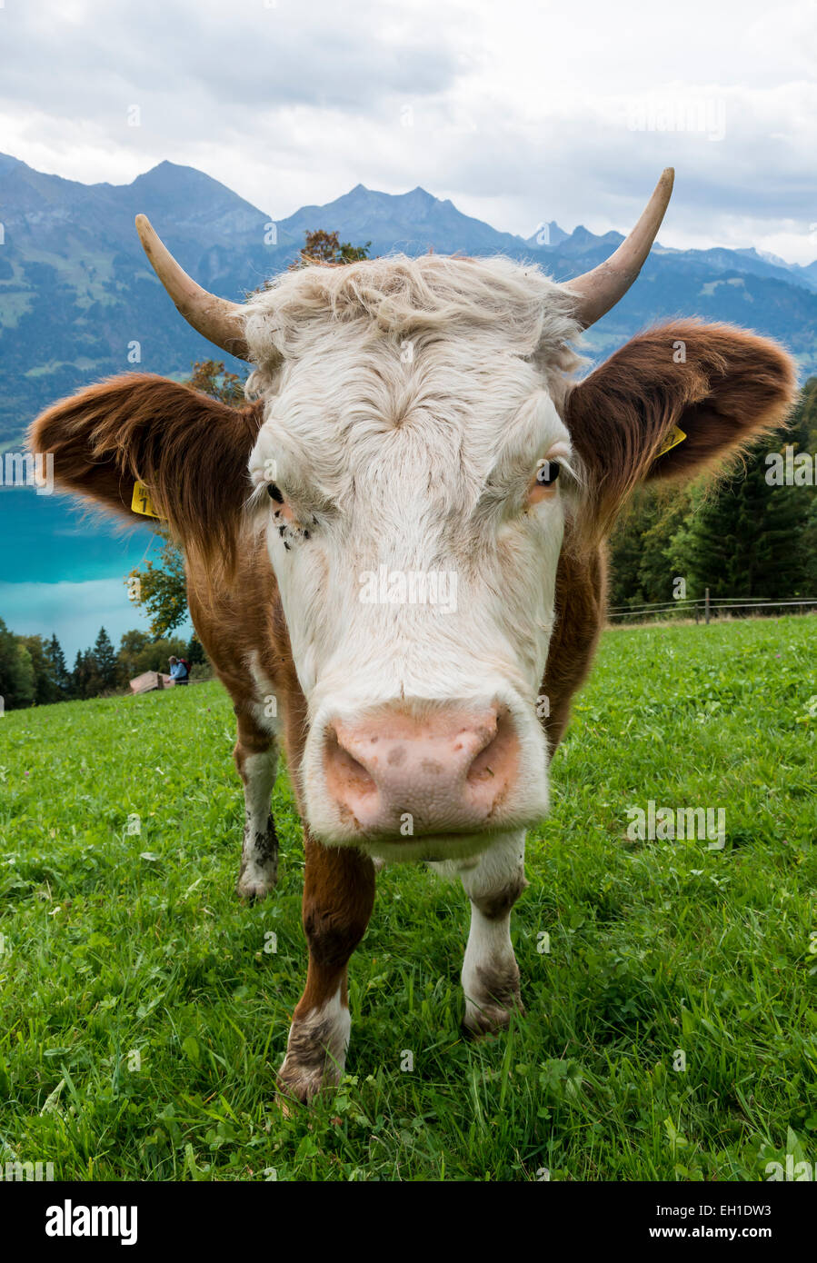 White head of cow with eyes and lashes and several flies in meadow in ...