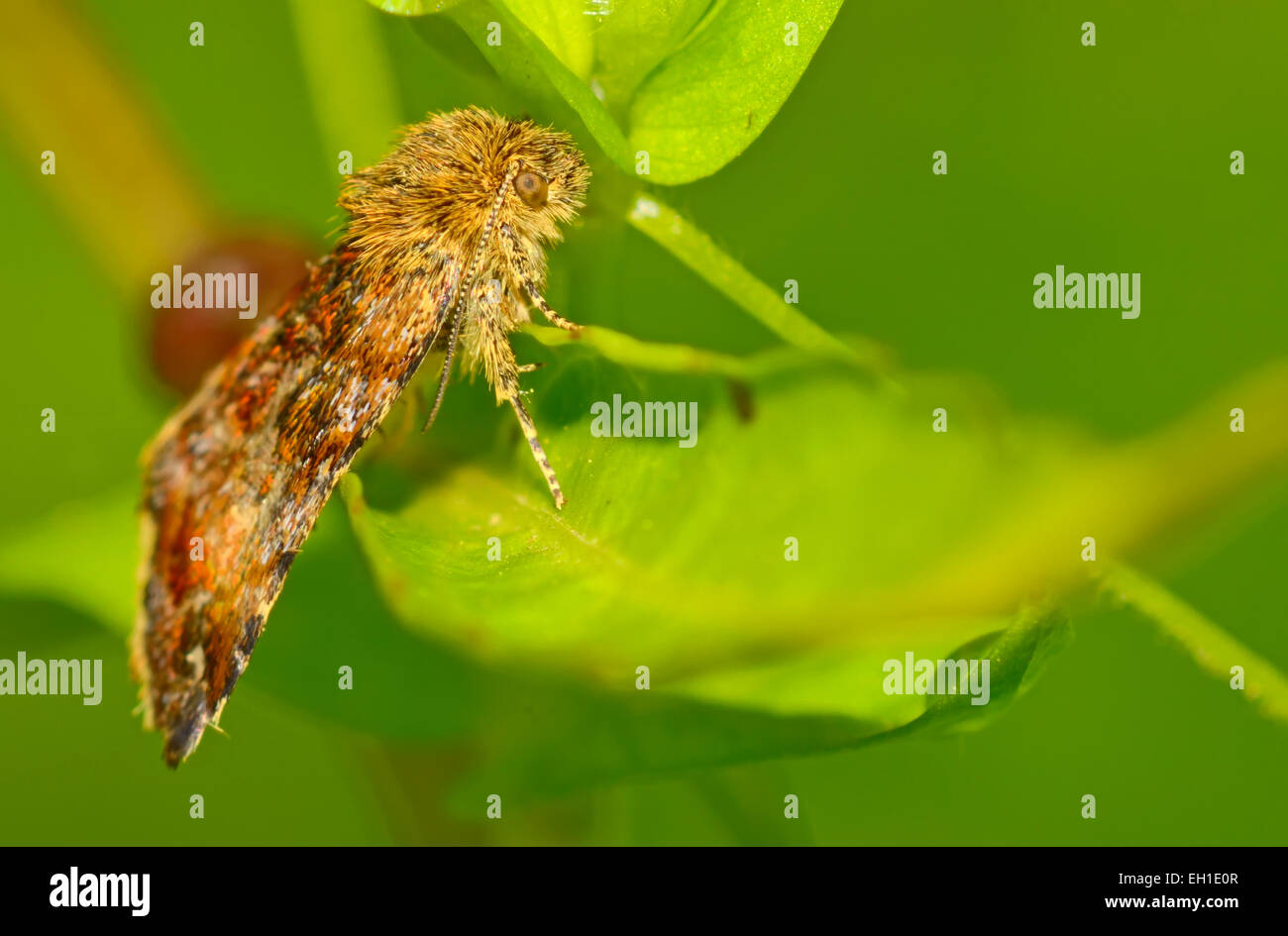 Moth in the forest hi-res stock photography and images - Alamy