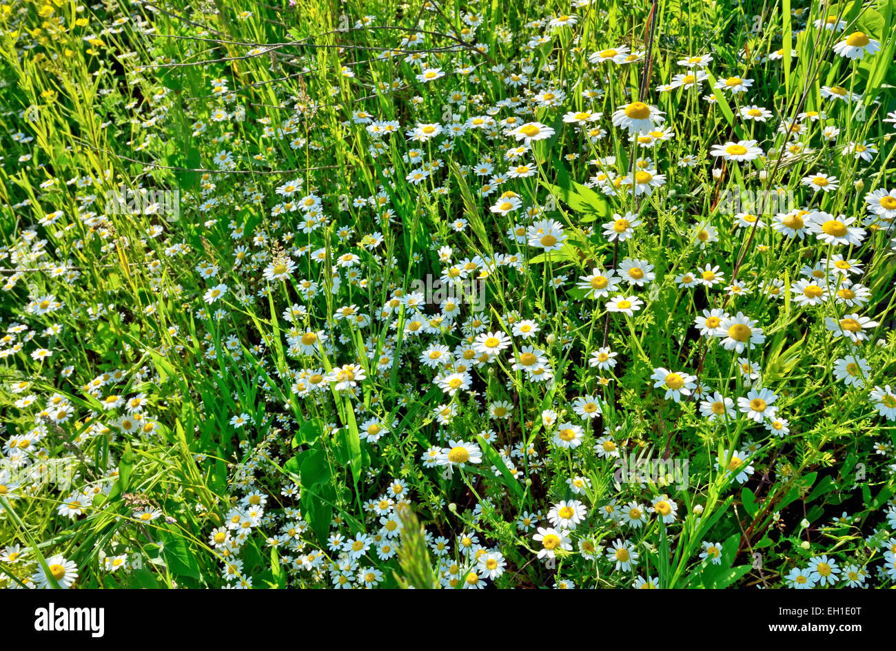 How to grow chamomile hi-res stock photography and images - Alamy