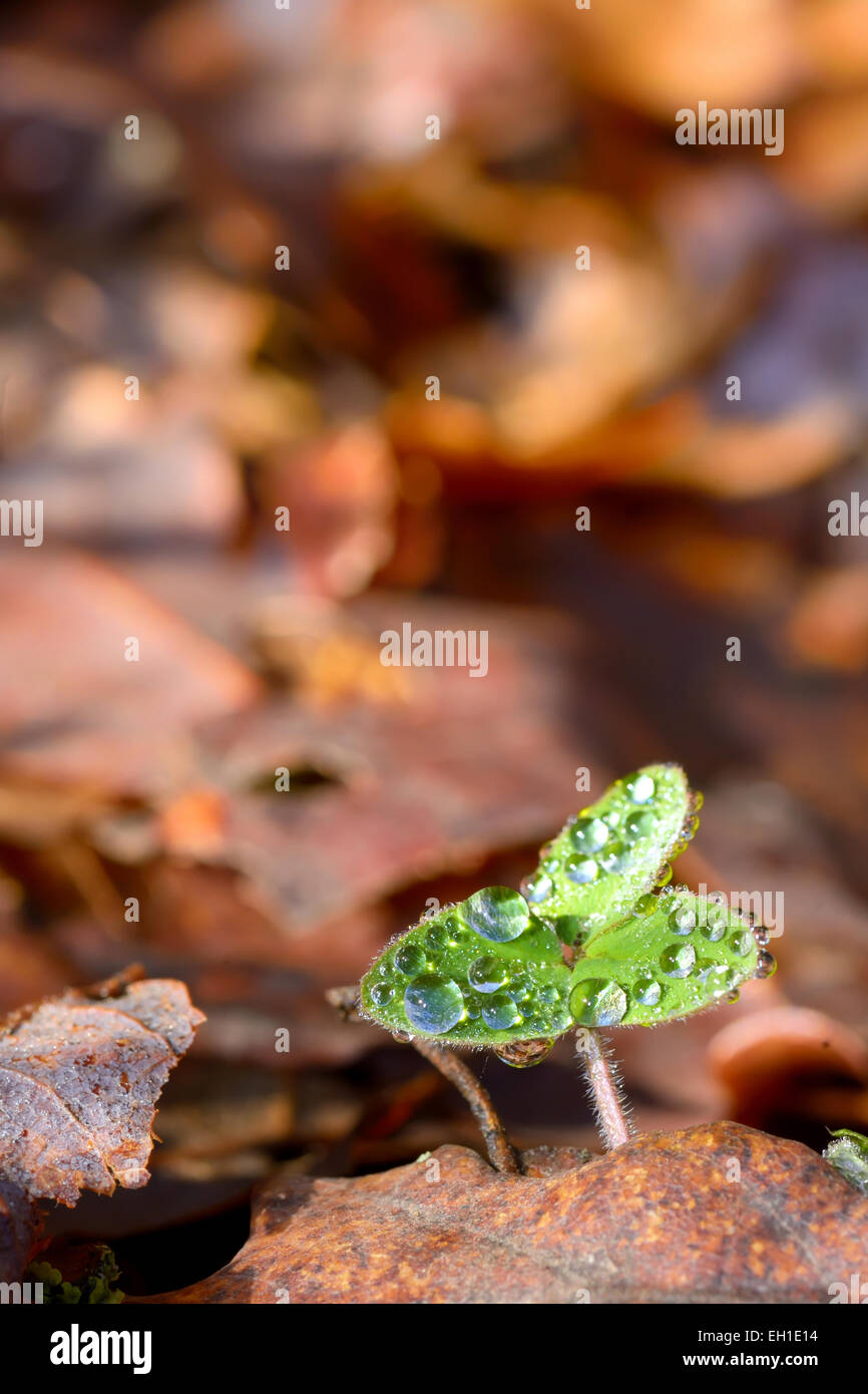 Dew drops wallpaper hi-res stock photography and images - Alamy