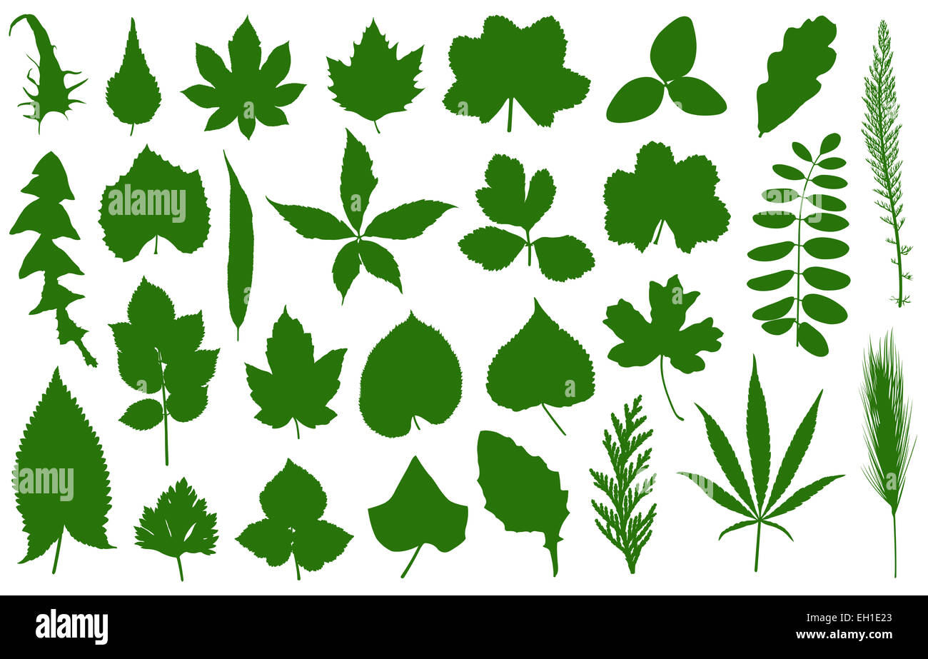 Set of different leaves Stock Photo - Alamy