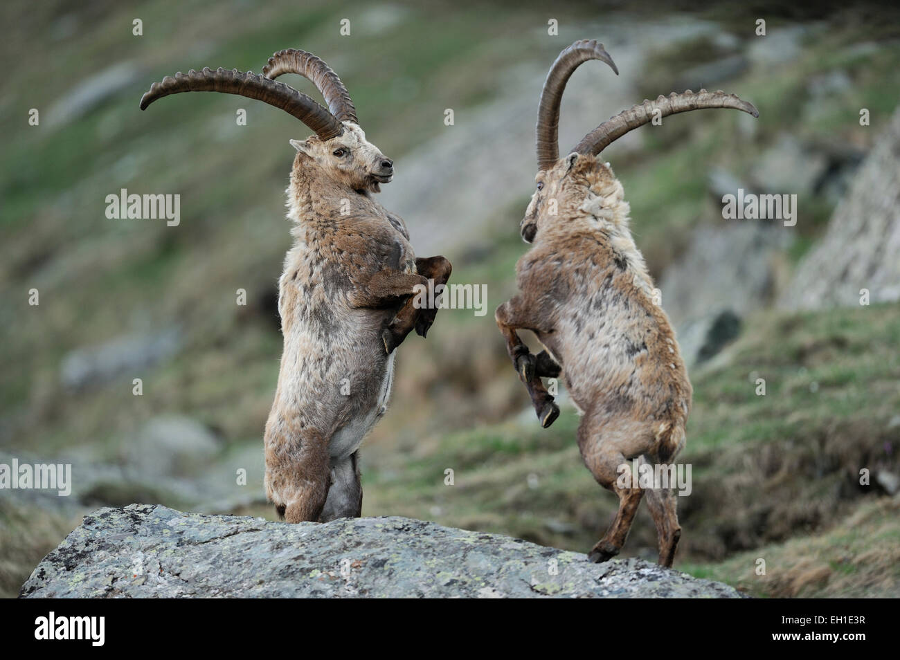 Alpine Ibex (Capra ibex) | Alpen-Steinbock (Capra ibex) Nationalpark ...