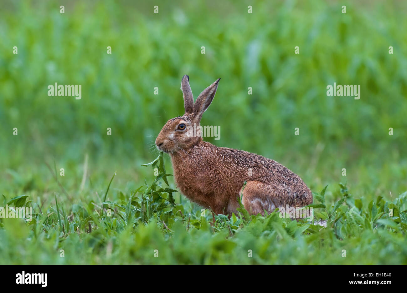 Brown hare eating weed Stock Photo - Alamy