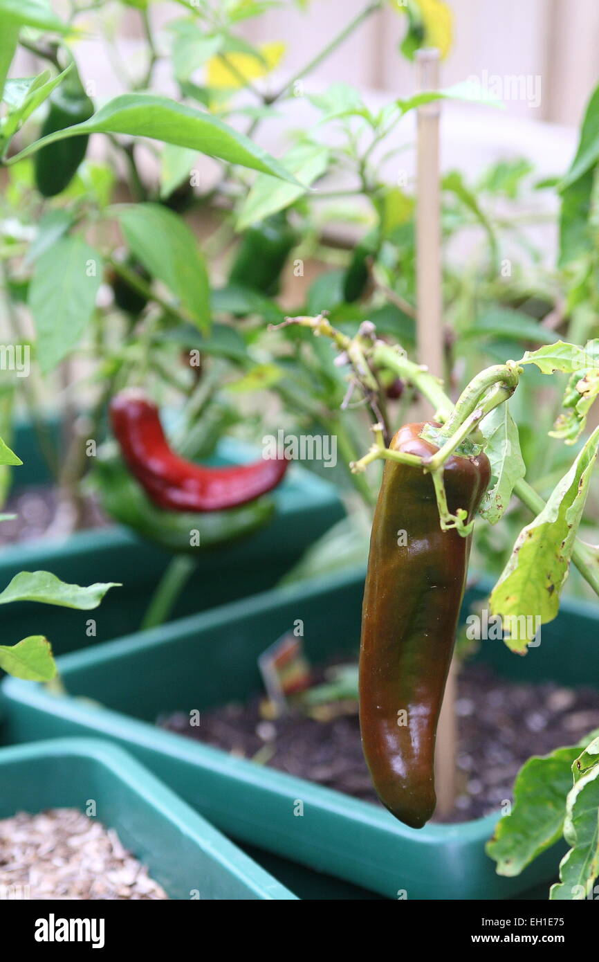 Growing Chilli in pots Stock Photo - Alamy
