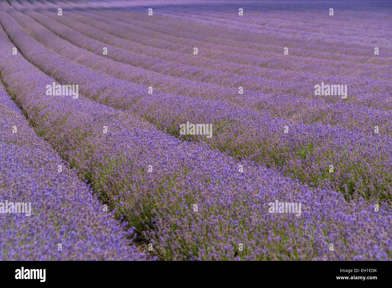 Lavender fields at Lullingstone Kent Stock Photo - Alamy