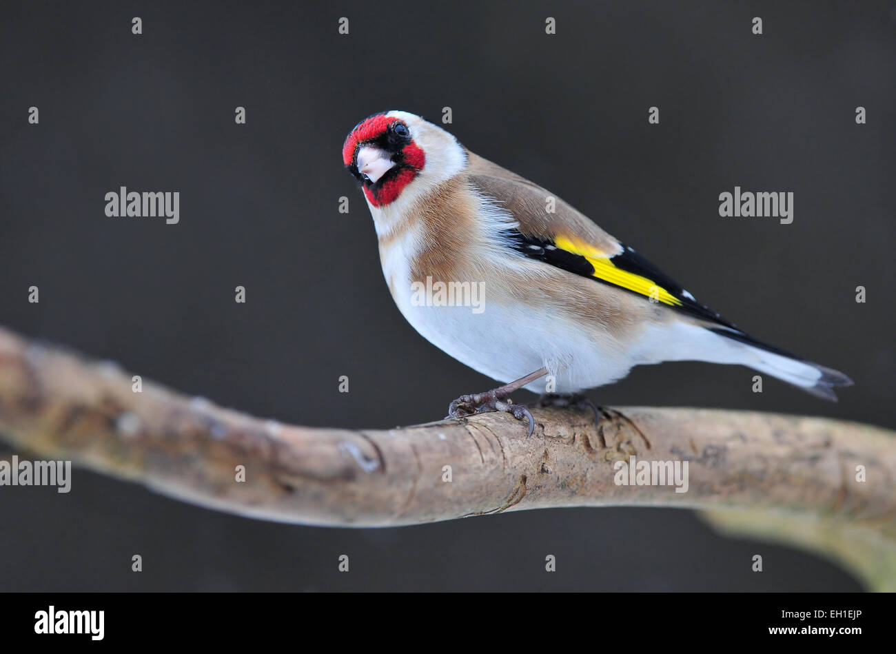 Goldfinch wild hi-res stock photography and images - Alamy