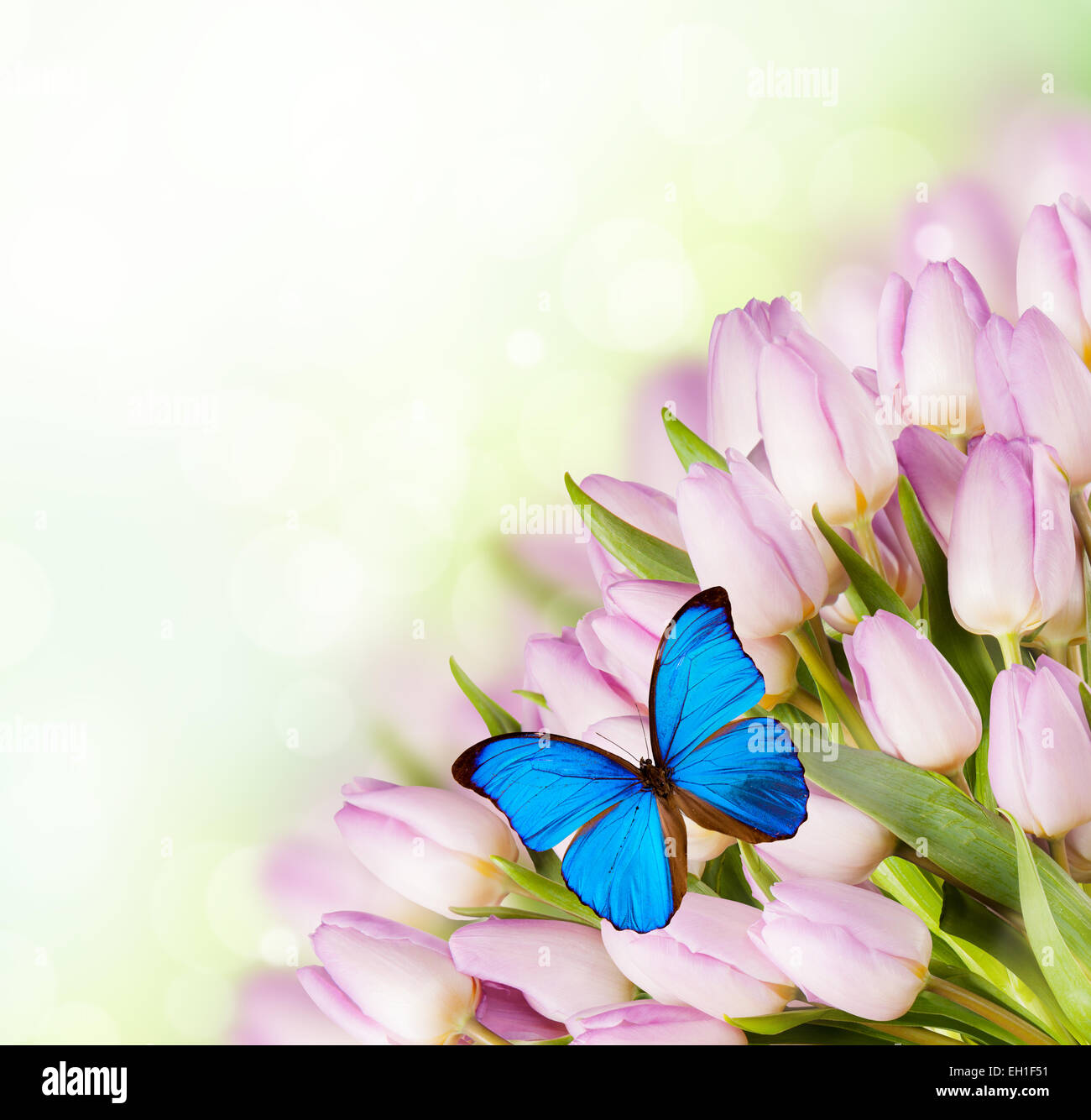 Exotic butterfly hi-res stock photography and images - Alamy